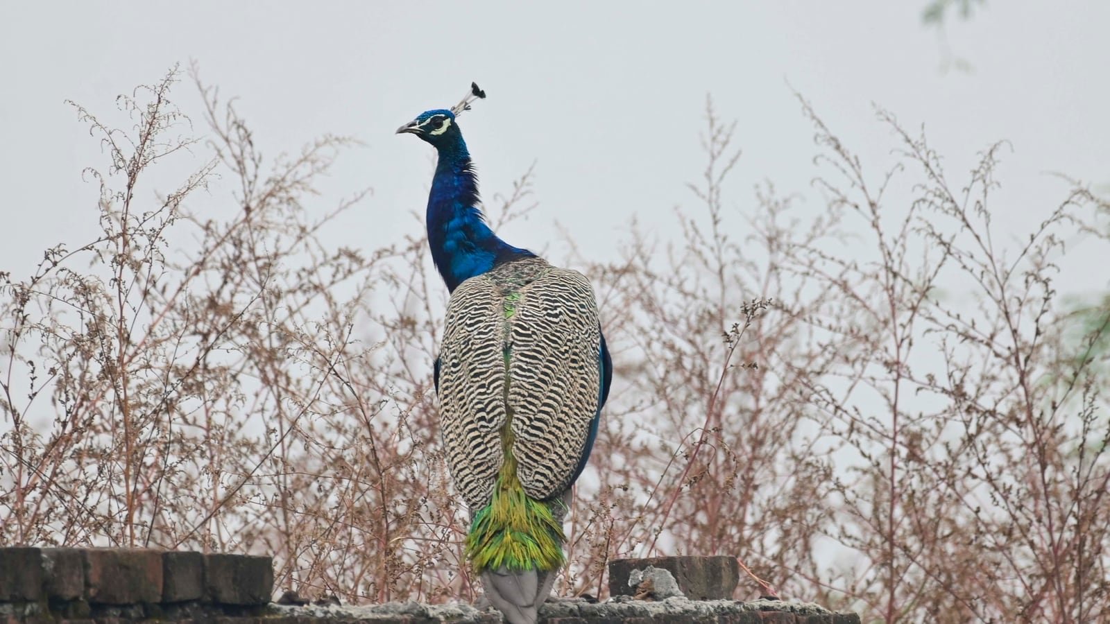 Bird Day in Delhi sees fewer sightings and locations - ACB Times
